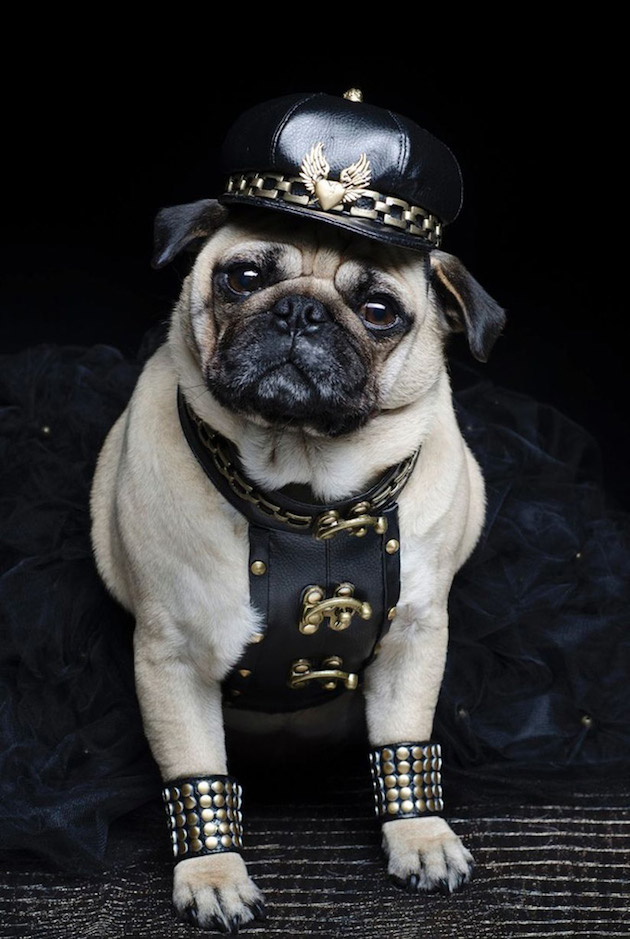 Pugs in Fancy Dress – Feel Desain | your daily dose of creativity