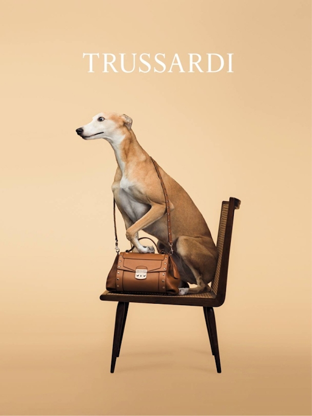 Greyhounds become models for Trussardi – Feel Desain | your daily dose ...