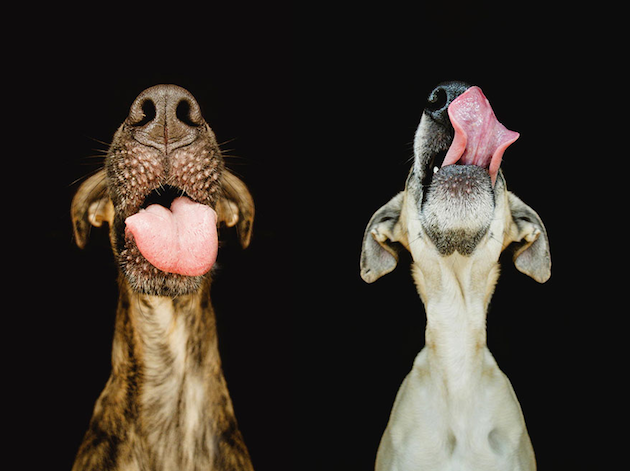 Playful dog portraits by Elke Vogelsang – Feel Desain | your daily dose ...