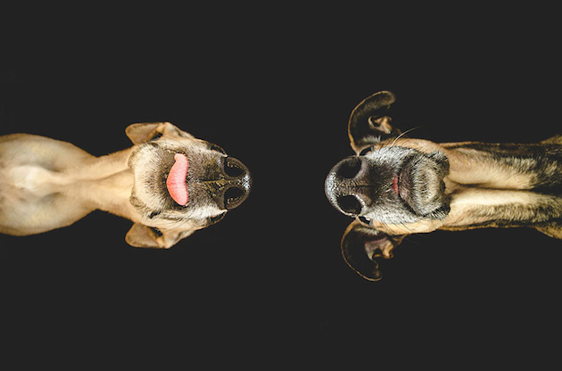 Playful dog portraits by Elke Vogelsang – Feel Desain | your daily dose ...