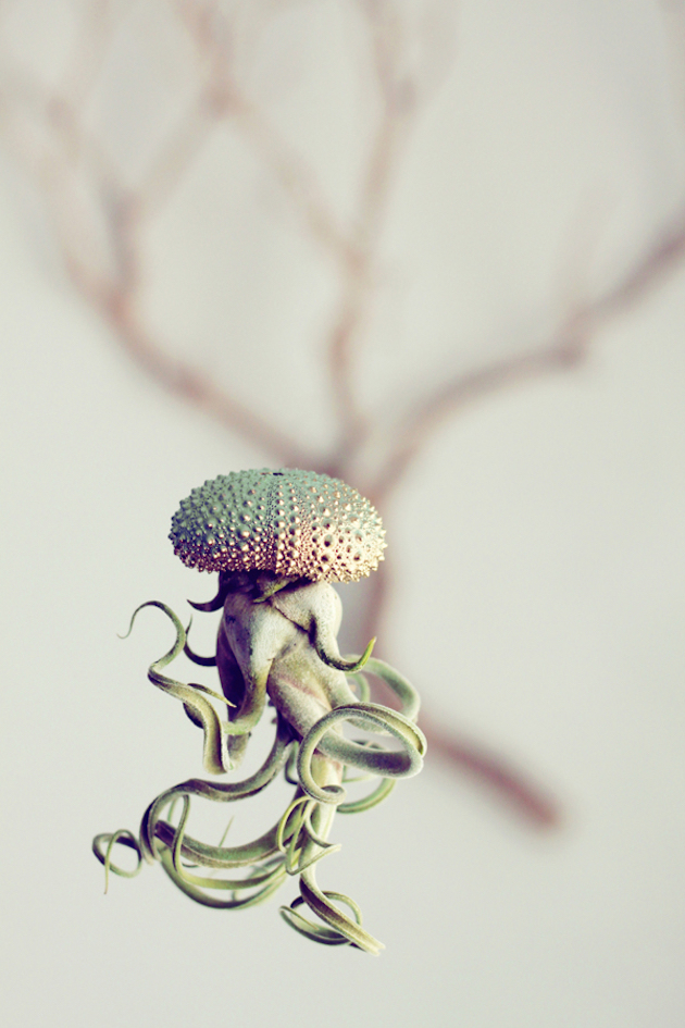 Petit Beast jellyfish planters | Cathy Van Hoang – Feel Desain | your ...
